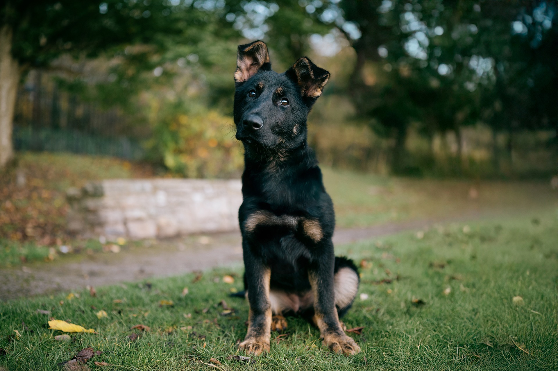 Removing Collars, Leads from Dog Photos with Photo Editing – Stephen ...